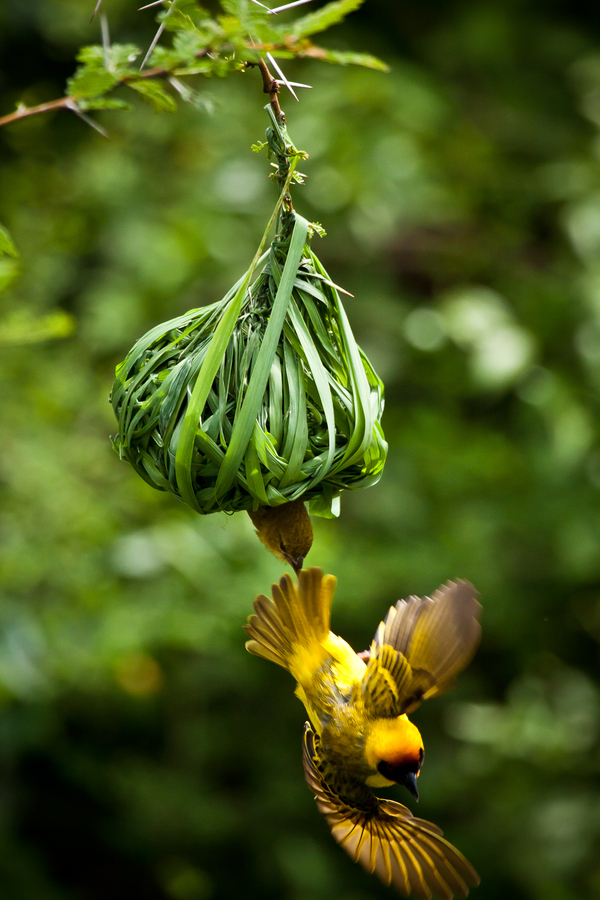 Beautiful Birds With Their Nests (10 Photos)