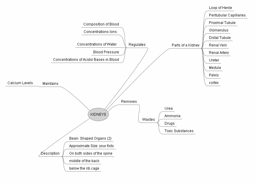 biology, a passion: Mind Map: Kidney Functions