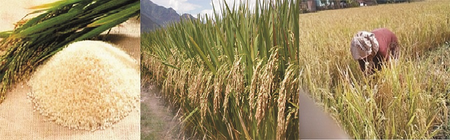 Pengertian Beras | Suplier Distributor Grosir Beras Organik Murah