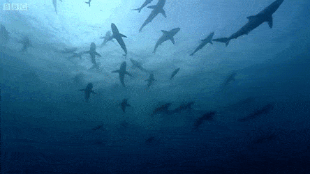 EKOGEO: JENIS-JENIS DAN KLASIFIKASI IKAN HIU