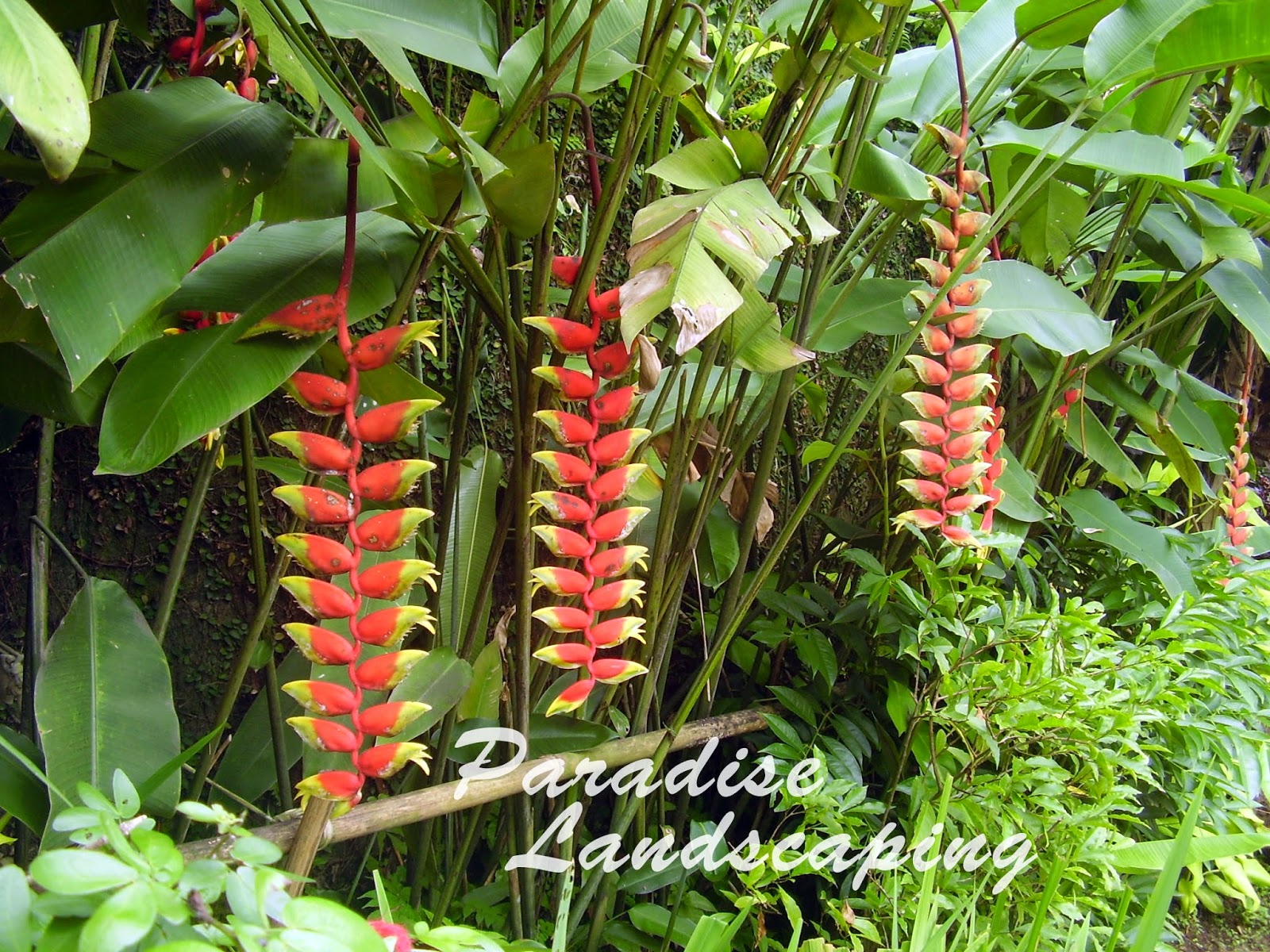 Heliconia sp - Desain Lanskap