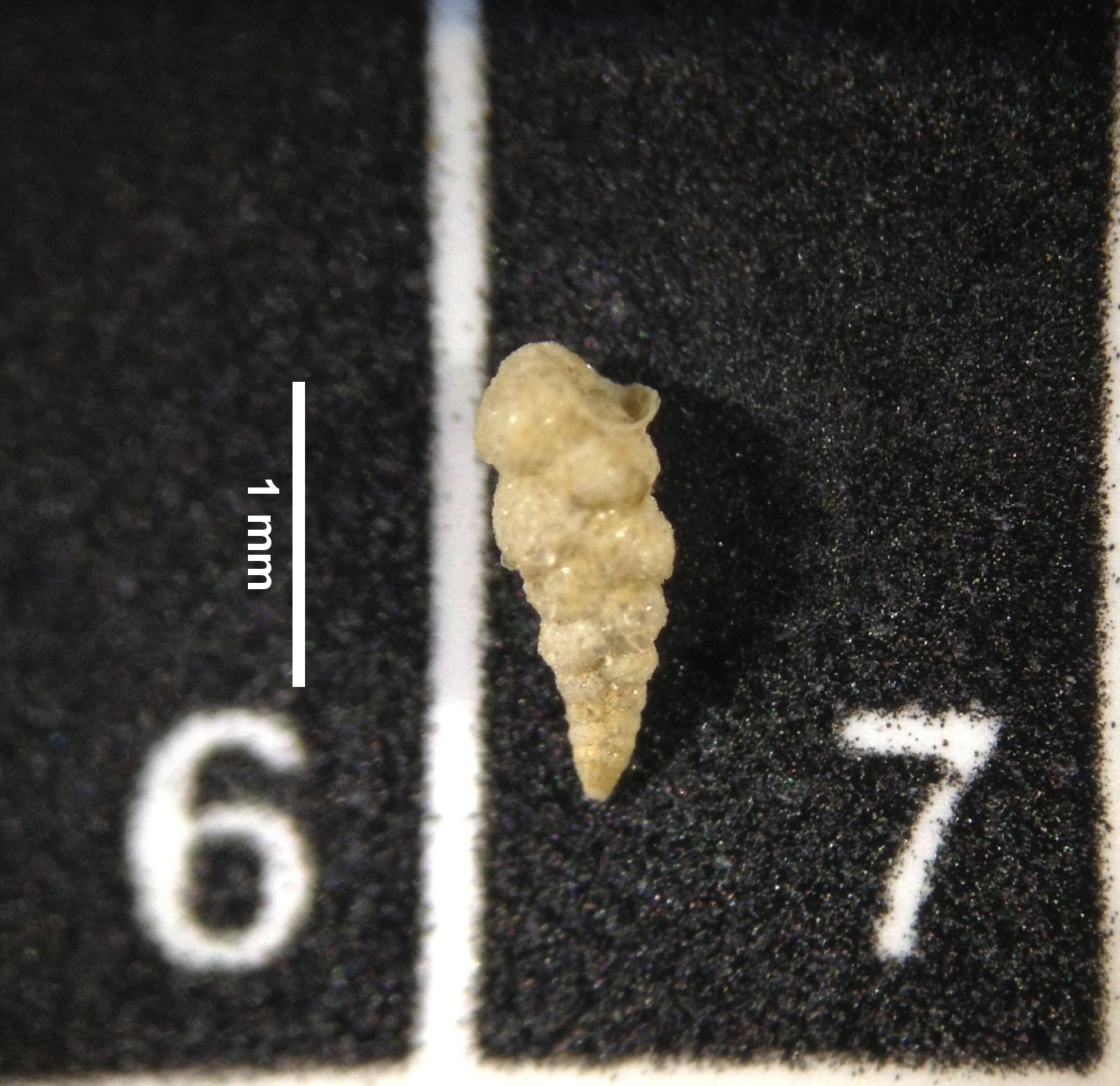 Fossils and Other Living Things: Brains: The Conundrum of the ...