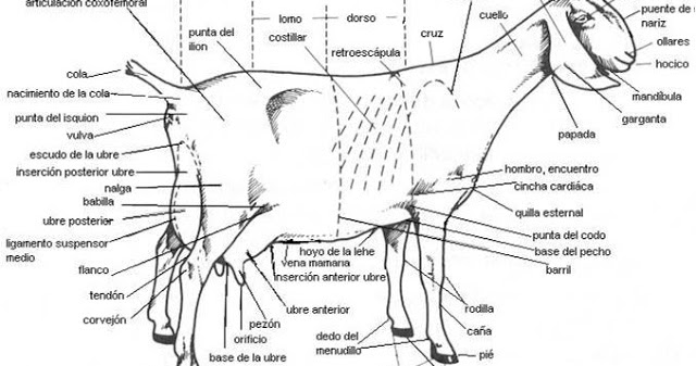 ZOOTECNIA I: UNIDAD I