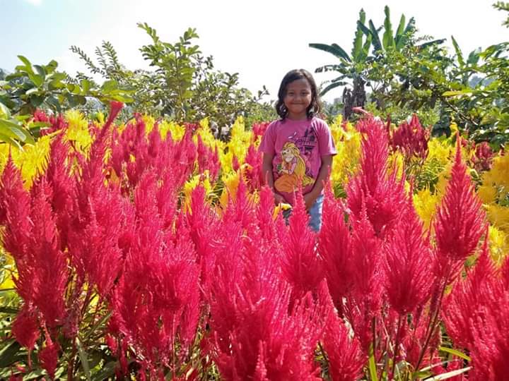 Tips Dan Trik Cara Semai Bunga Celosia - Landasan Petani