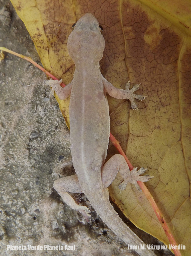 Planeta Verde Planeta Azul: Flora y Fauna de la Costa de Michoacán