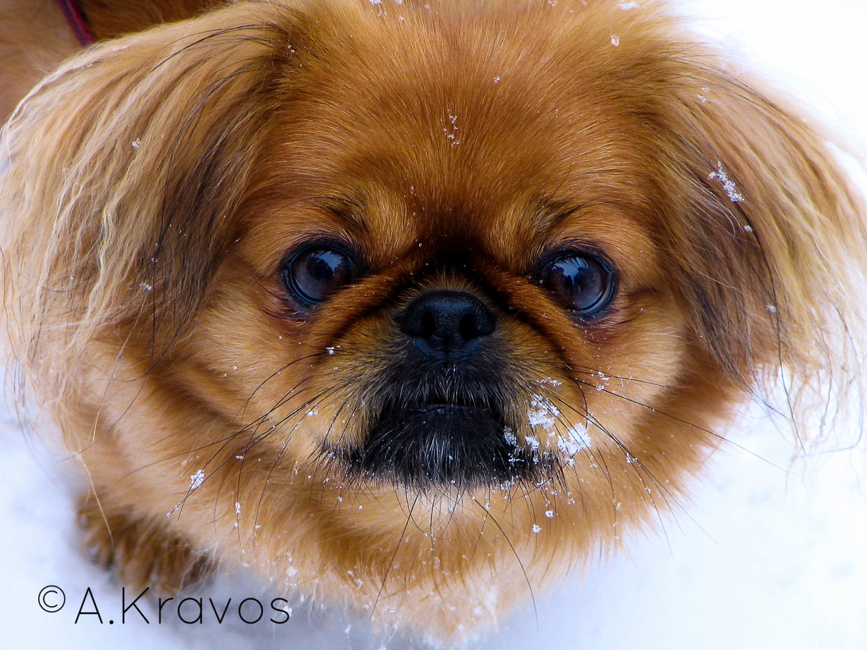 Druga realnost: Pekinezer