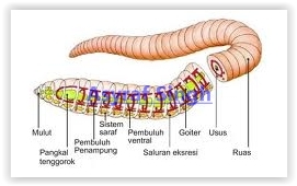 [Artikel Lengkap] Macam – Macam Alat Pernapasan Pada Hewan | Siklo Pedia