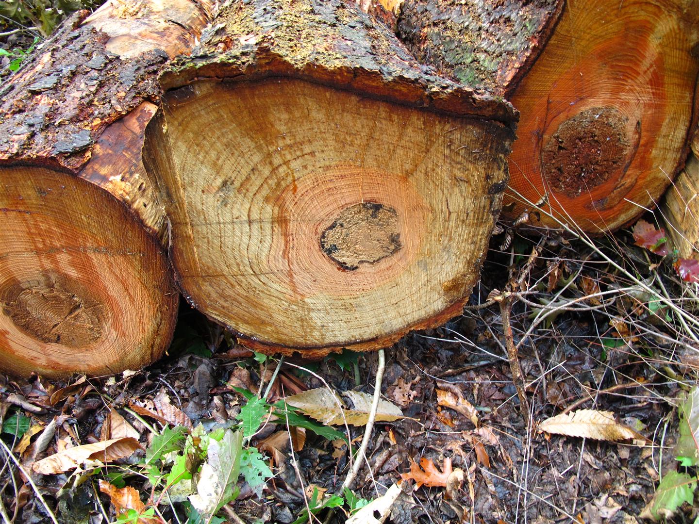 bomengids.nl: Waarom heeft dit doorgezaagd naaldhout kern-kringen?