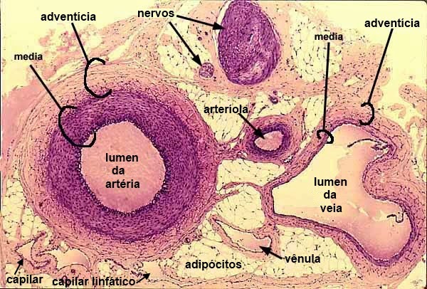Glossário Ciências Morfológicas: BIOLOGIA CELULAR E TECIDUAL