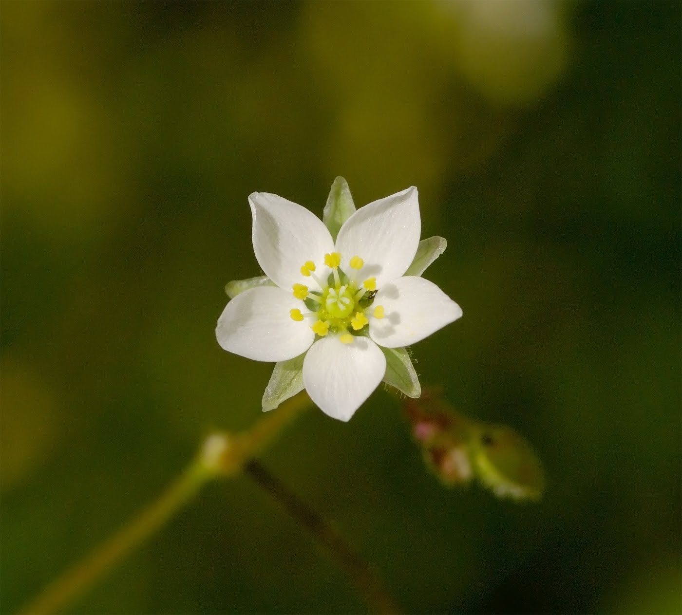 Scottish Wildlife Blog: Pappert Hill, West Dunbartonshire