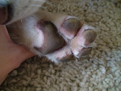 The Super Awesome Blog of Dogventuring: Pawprints