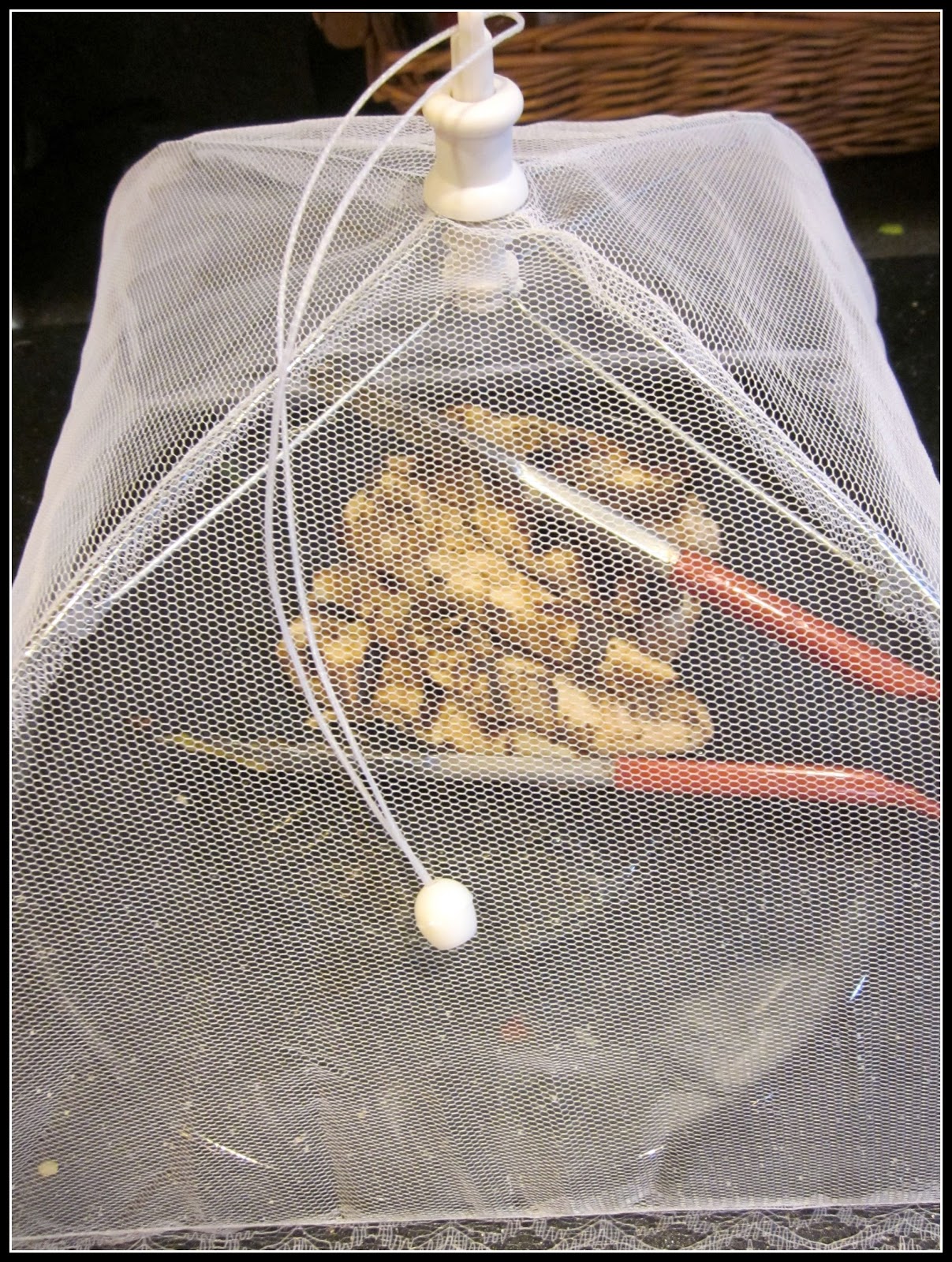 Keep the Bugs Off Your Food!