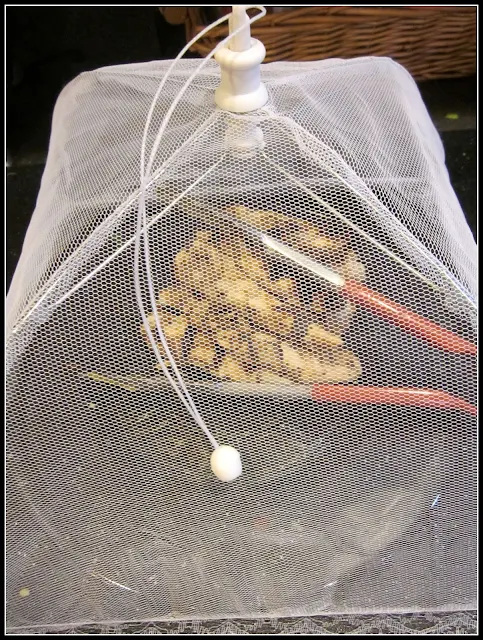 Keep the Bugs Off Your Food!