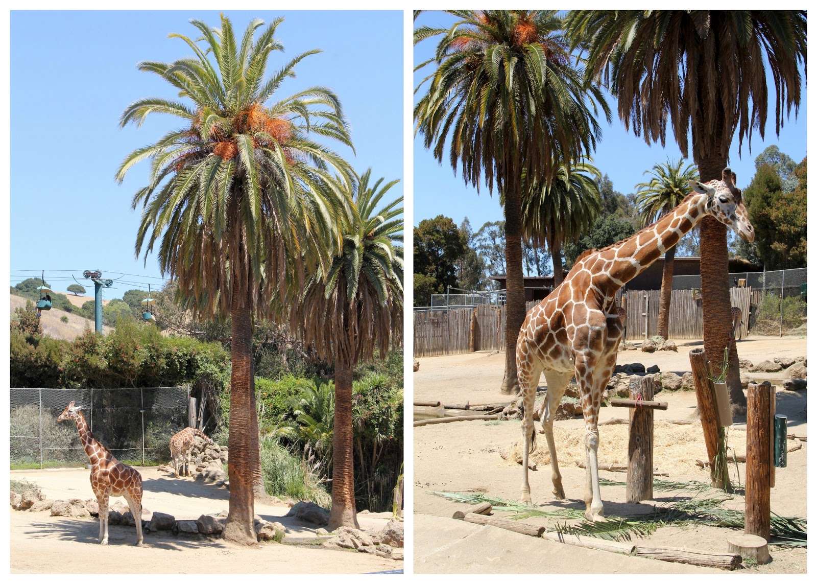 Like A Fat Kid Loves Cake: Oakland Zoo with great friends