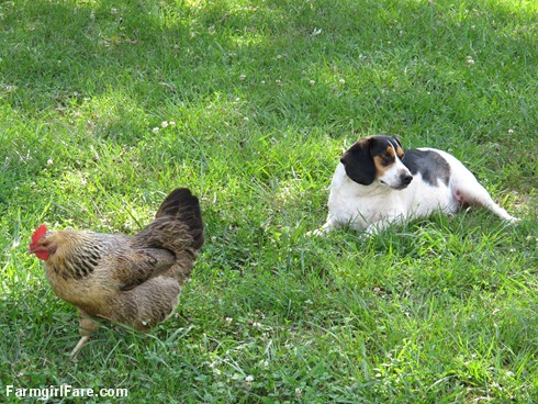 Farmgirl Fare: Wordless Wednesday Big Dose of Farm Dog Cute
