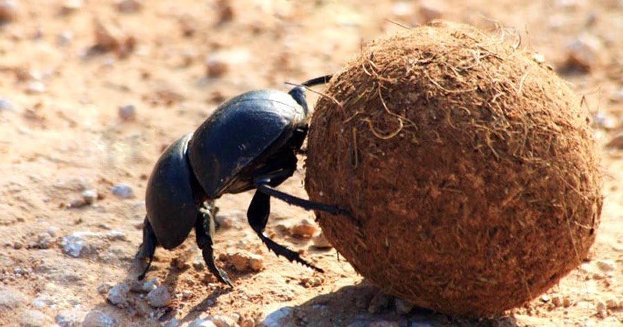 El Escarabajo Pelotero