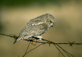 El Cajón del Maestro: Autillo.