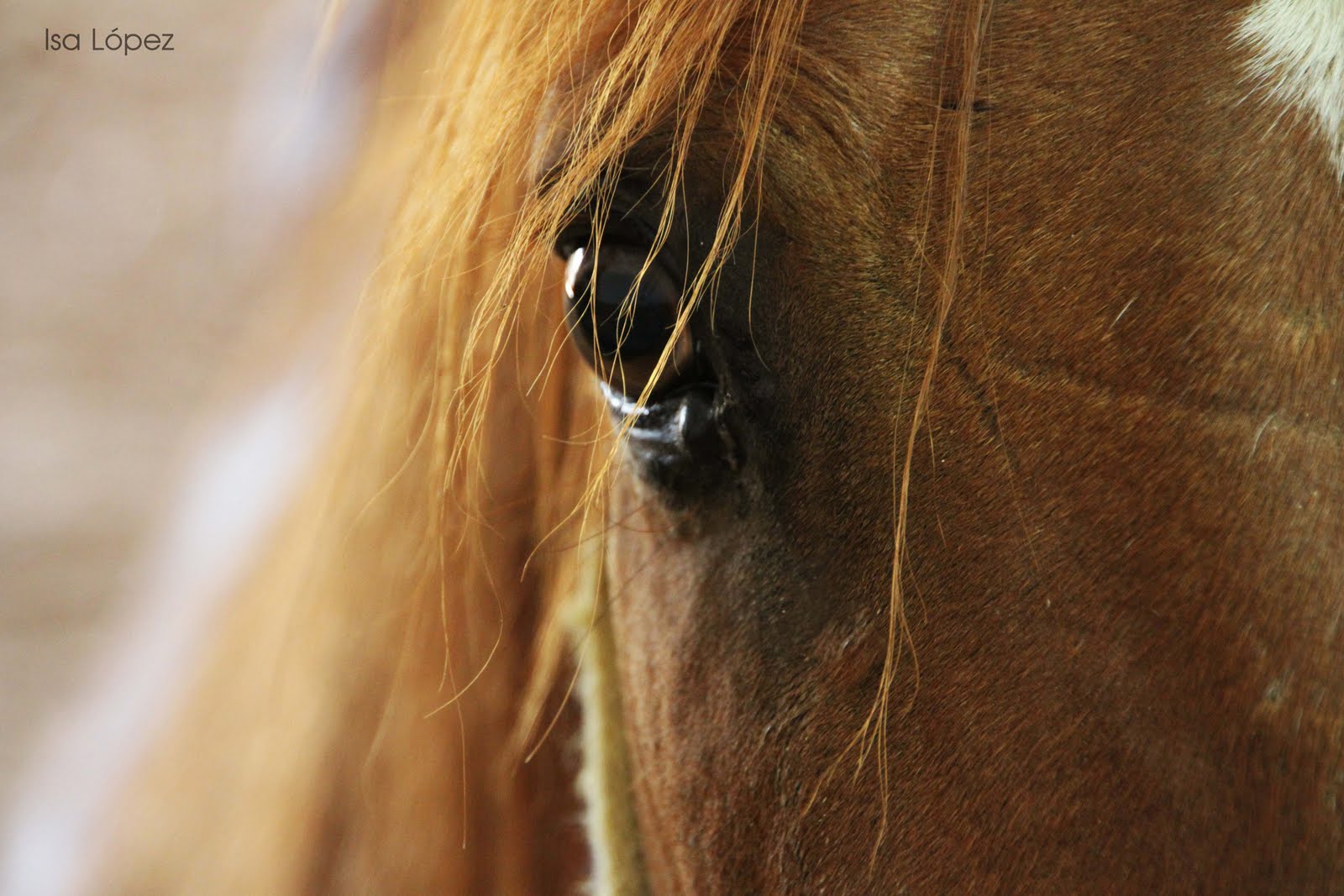 Transmitir es importante: Picadero Pascualón. Moratalla