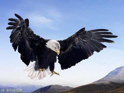 IMAGENES: AGUILA, AGUILAS, AGUILUCHOS