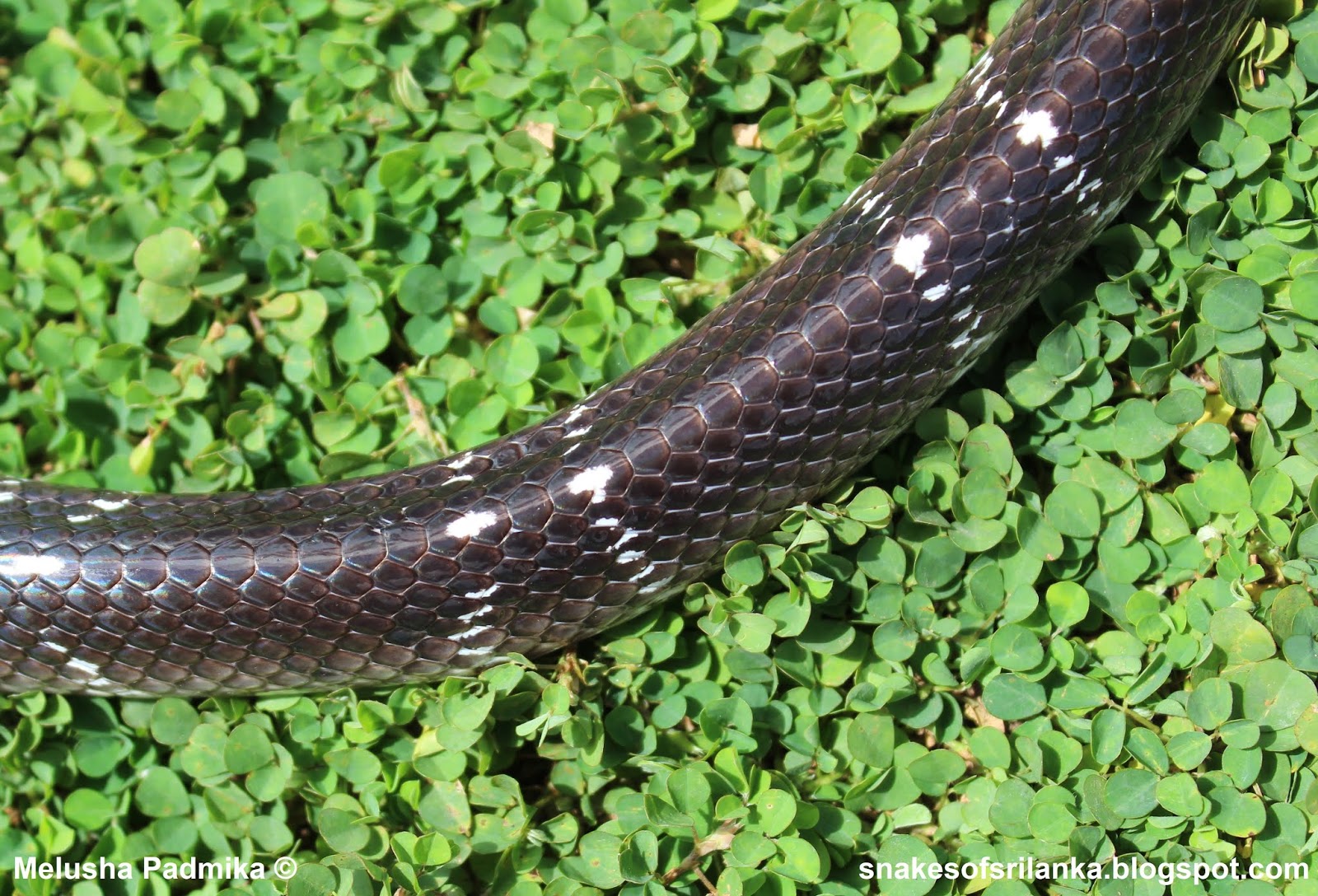 Common Krait/තෙල් කරවැලා (Bungarus caeruleus-Schneider, 1801)