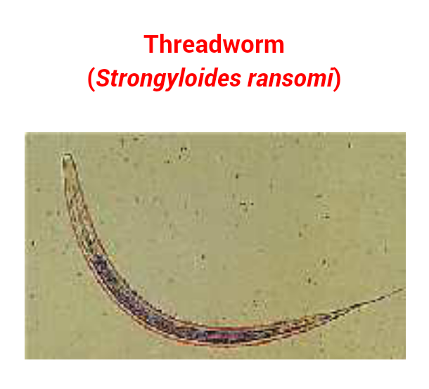alit budiartawan vet: Strongyloides ransomi ( strongyloidosis pada babi )