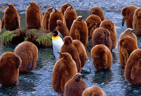 THE WORLD GEOGRAPHY: 12 Countries Where Penguins Are Native