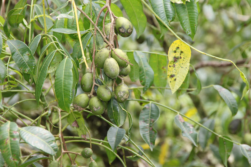 Trees and Plants: Great Hog Plum (Kedondong) Tree