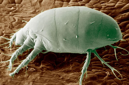 Catalogue of Organisms: The Prostigmata: Endless Forms