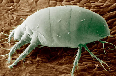 Catalogue of Organisms: The Prostigmata: Endless Forms