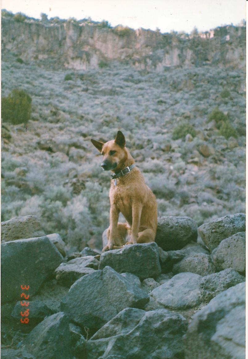 Peaceful dog: Tashi delek, 1996-2011
