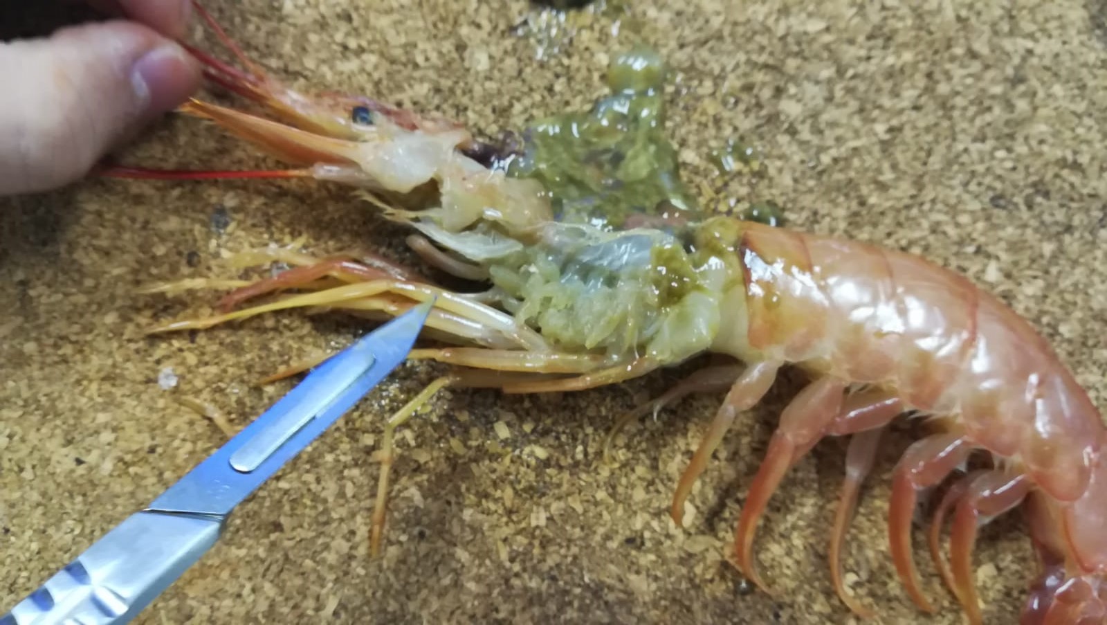 6. DISECCIÓN DE UN CRUSTÁCEO DECÁPODO