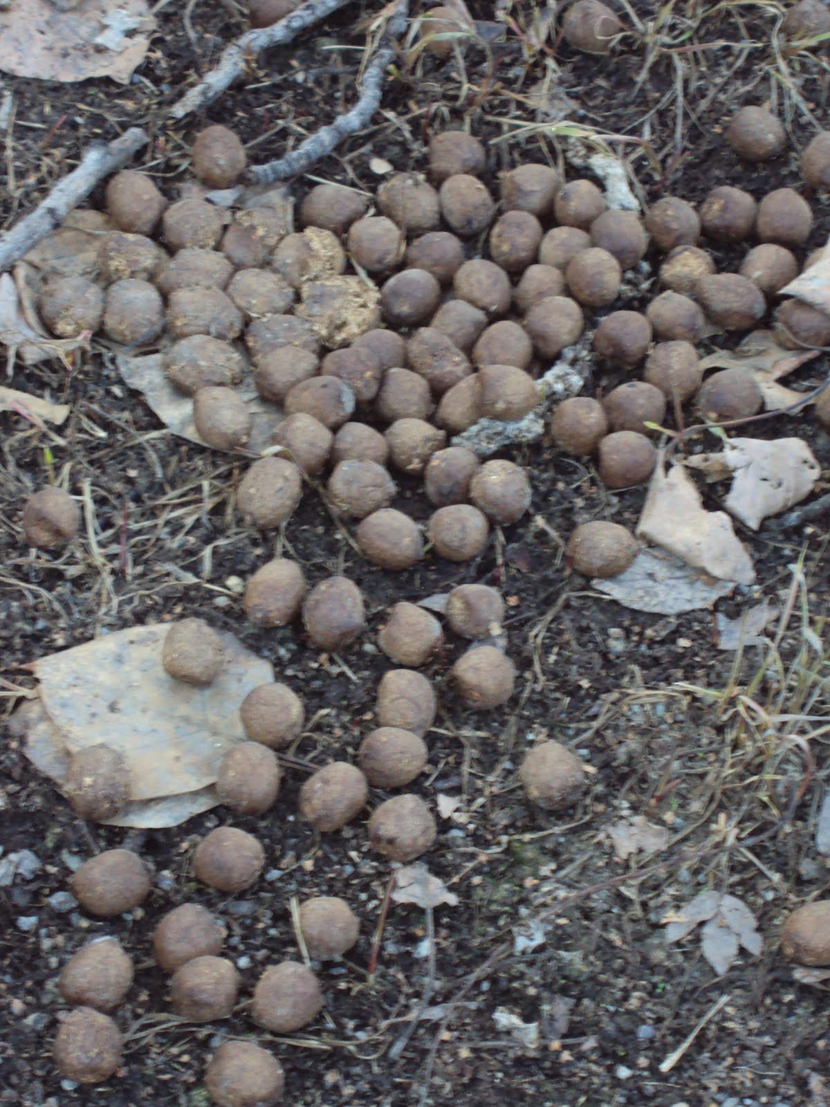 Calling, "Shotgun!": Spring Cleaning