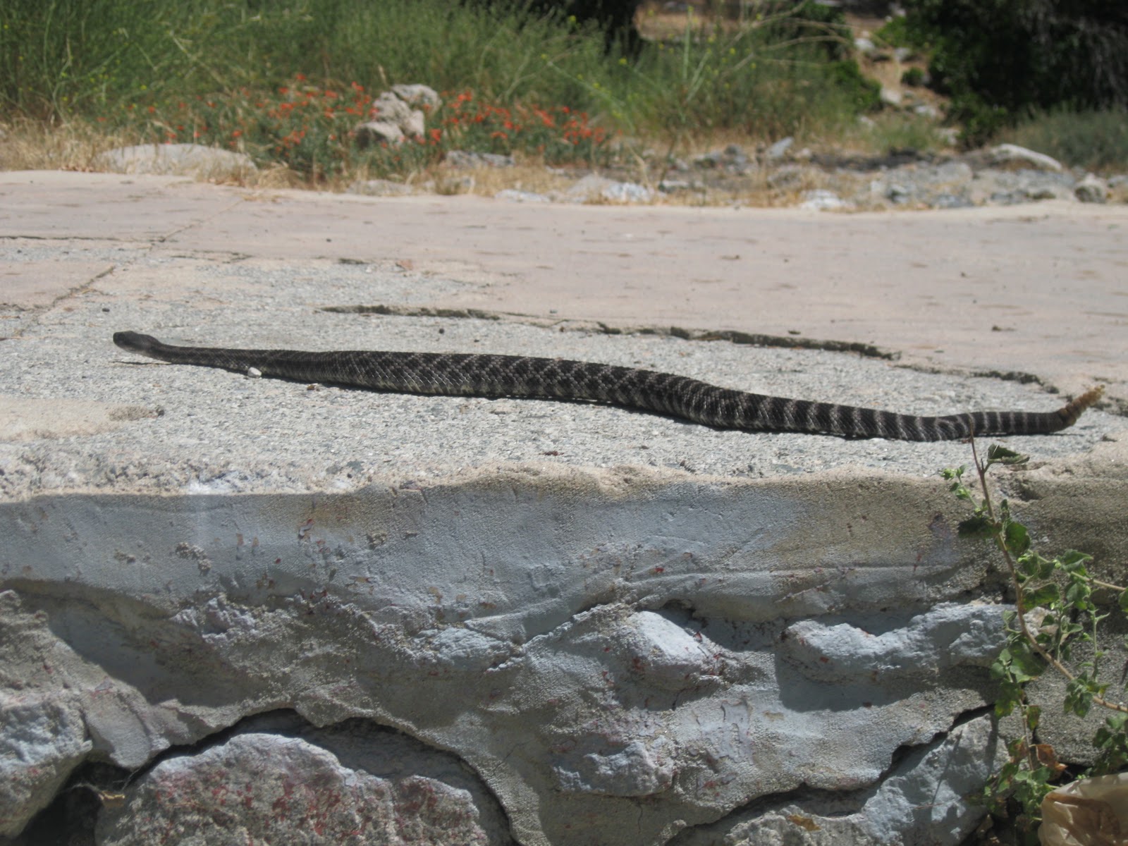 Wildlife in Southern California: Reptiles and Amphibians