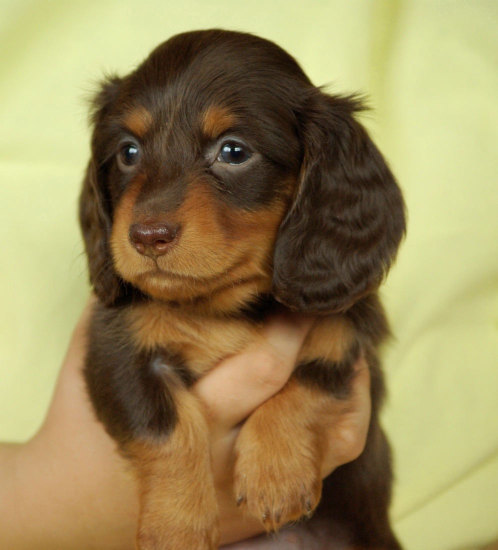 Mocha ~ Reevesdachs Miniature Dachshunds