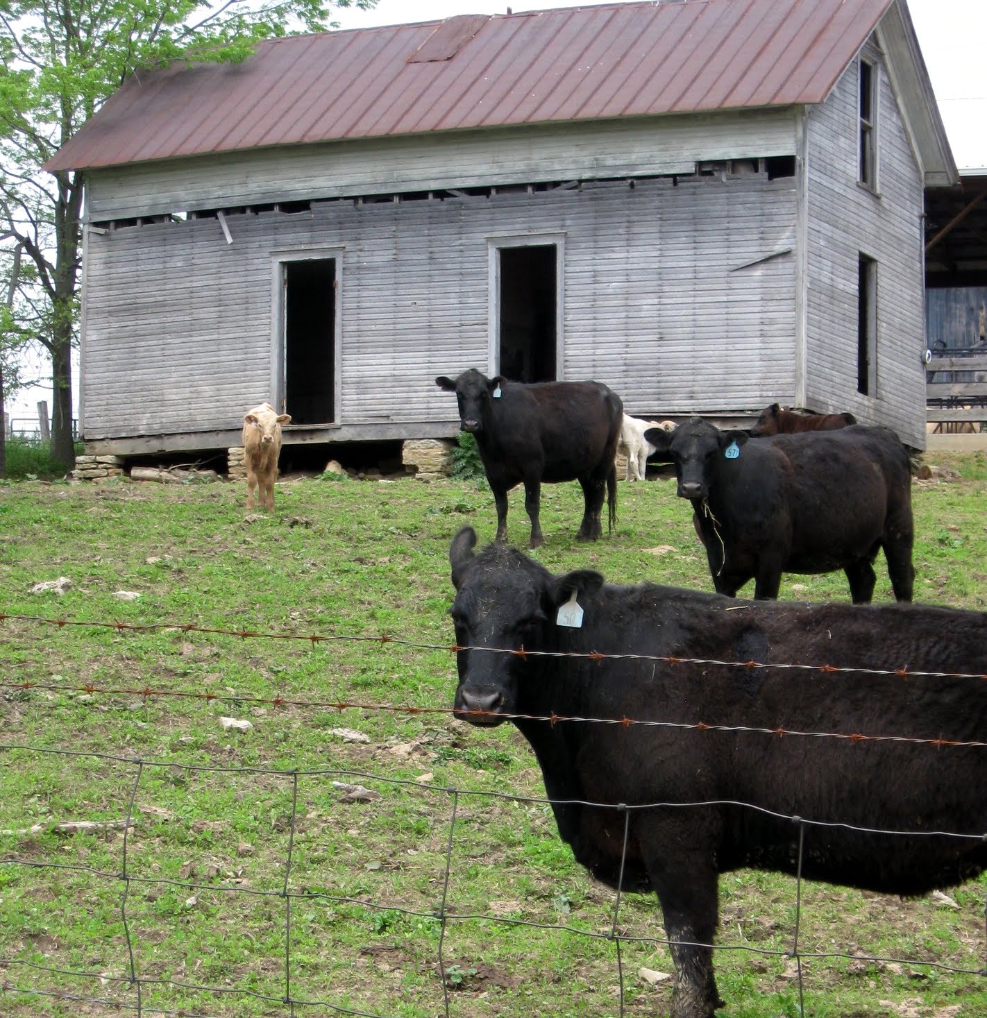 FOLKWAYS NOTEBOOK: TENANT HOUSE PUT OUT TO PASTURE