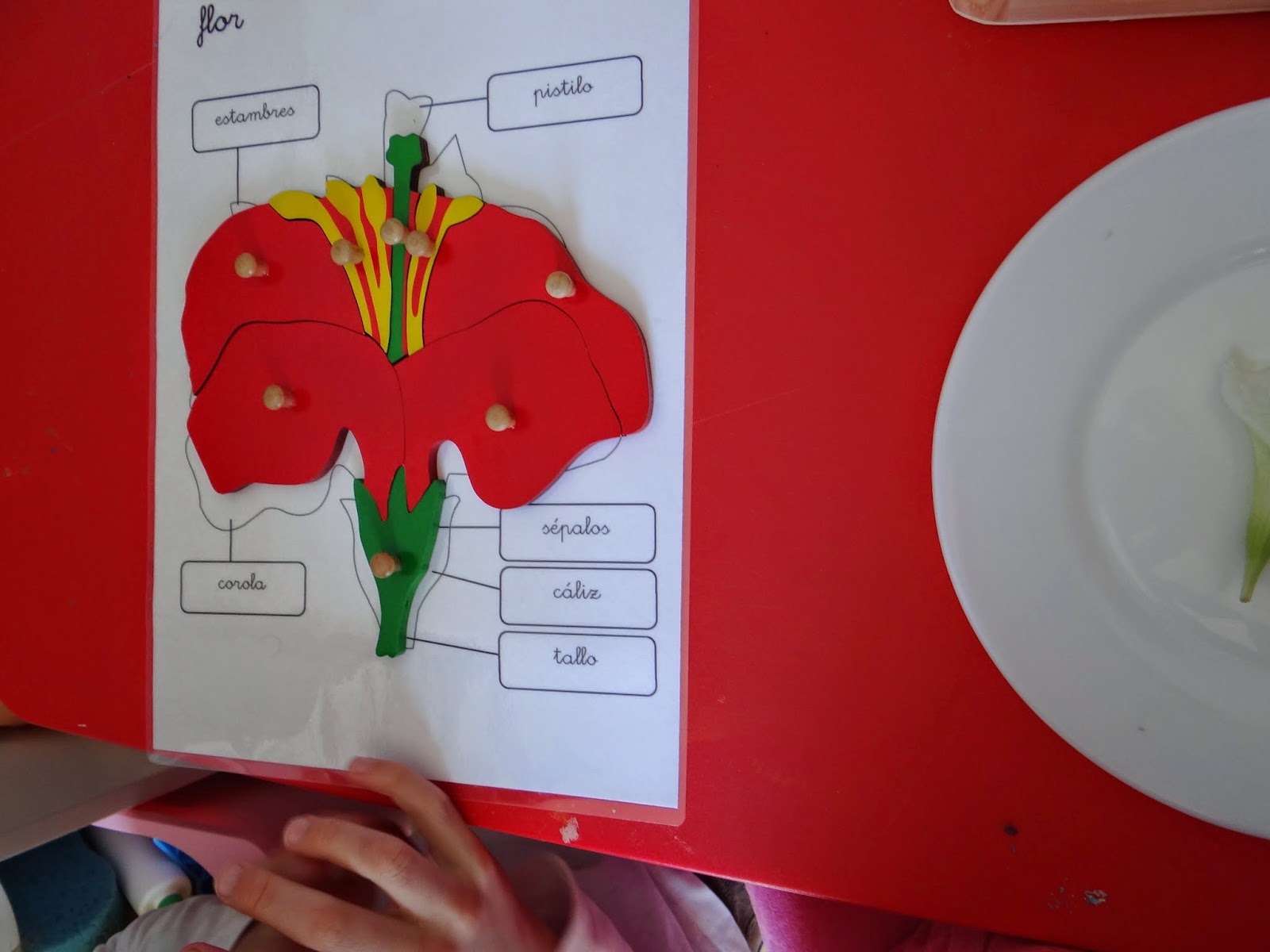 Cortamos una flor para ver de cerca los estambres y pistilo. // We cut ...