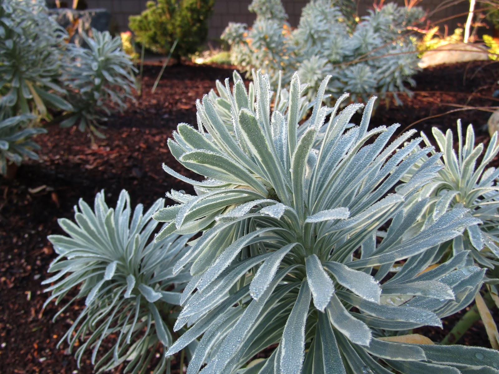 Alyson in the Garden
