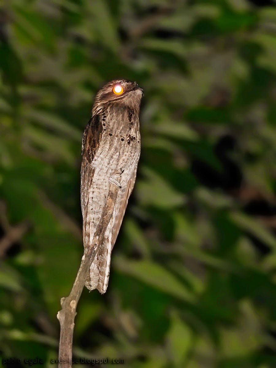 mis fotos de aves: Nyctibius griseus Urutaú Common Potoo