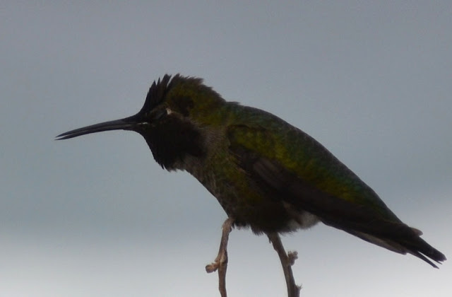 Woods Walks and Wildlife: January 2012