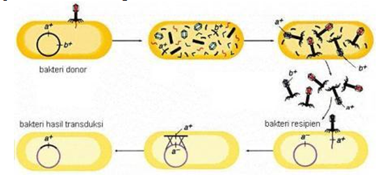 Reproduksi Bakteri | Pustaka Pandani