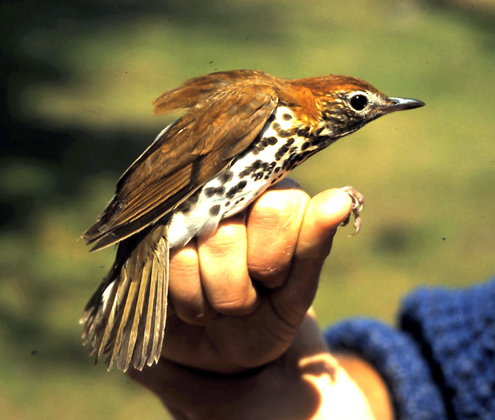 Another Bird Blog: Canadian Nostalgia