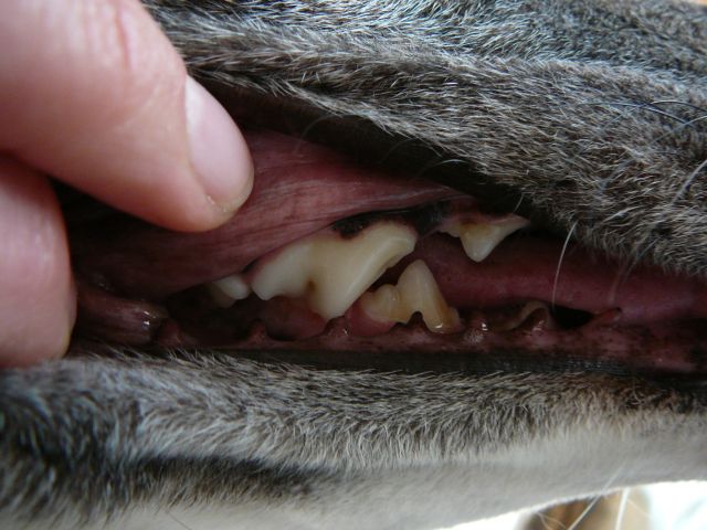 NEVER SAY NEVER GREYHOUNDS: Pearly Whites