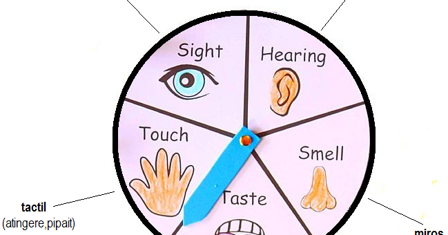 Hai sa invatam Engleza !: Cele cinci simturi - the 5 senses