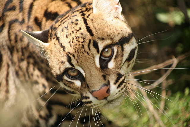 The Ocelot – Really Back From the Brink? | The Ark In Space