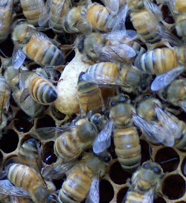 Fakta Unik Ratu Lebah | Permadi'