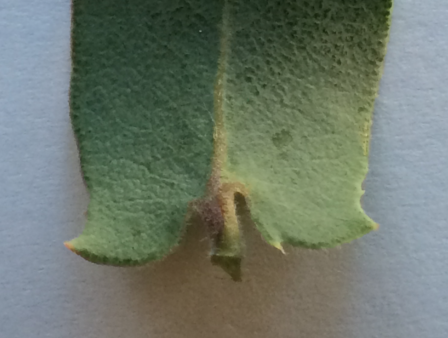 Plant Terminology : Leaf Bases