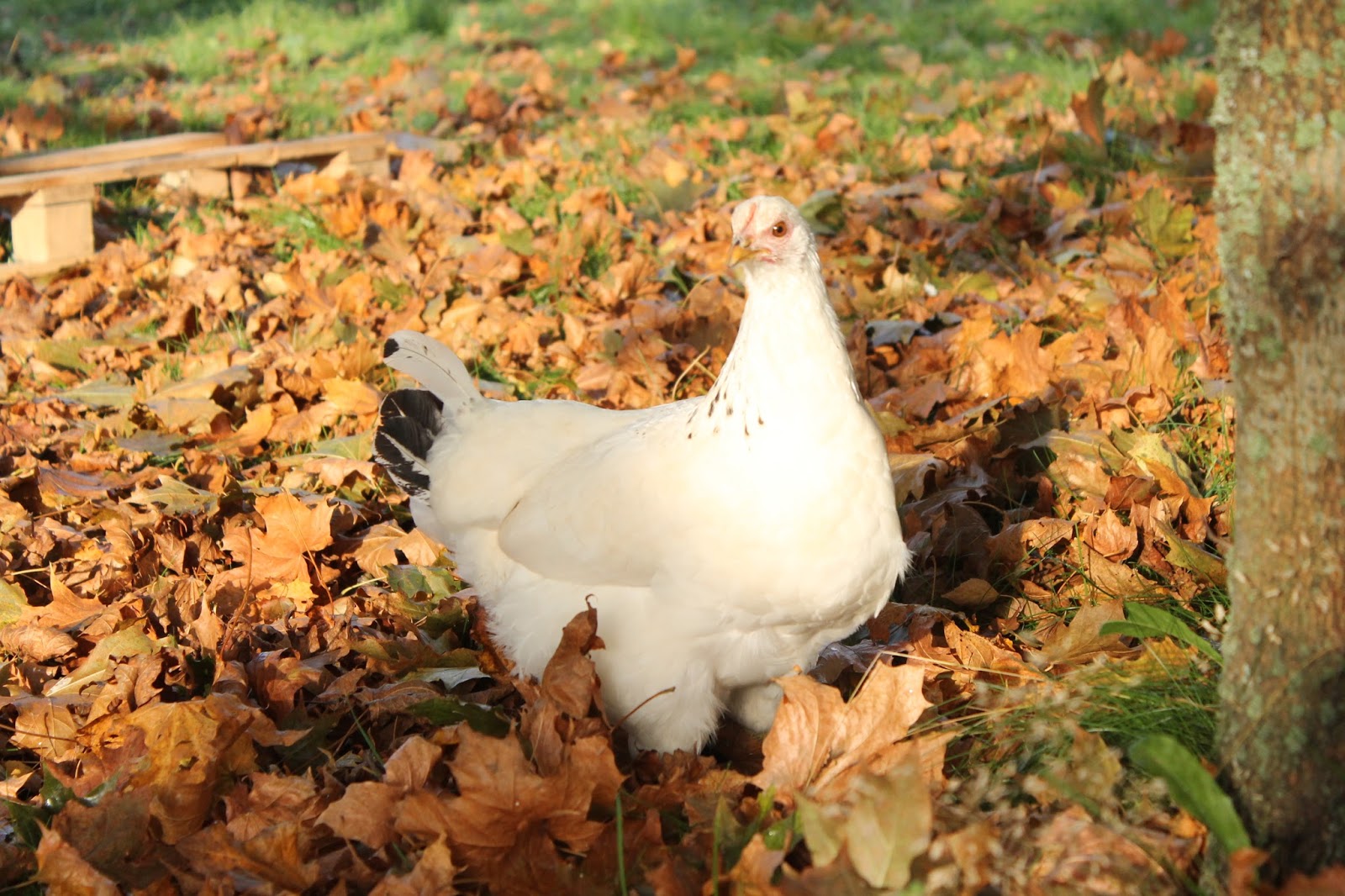 Maakad linnast - Meie uus algus: Kanad, kuked ja munad