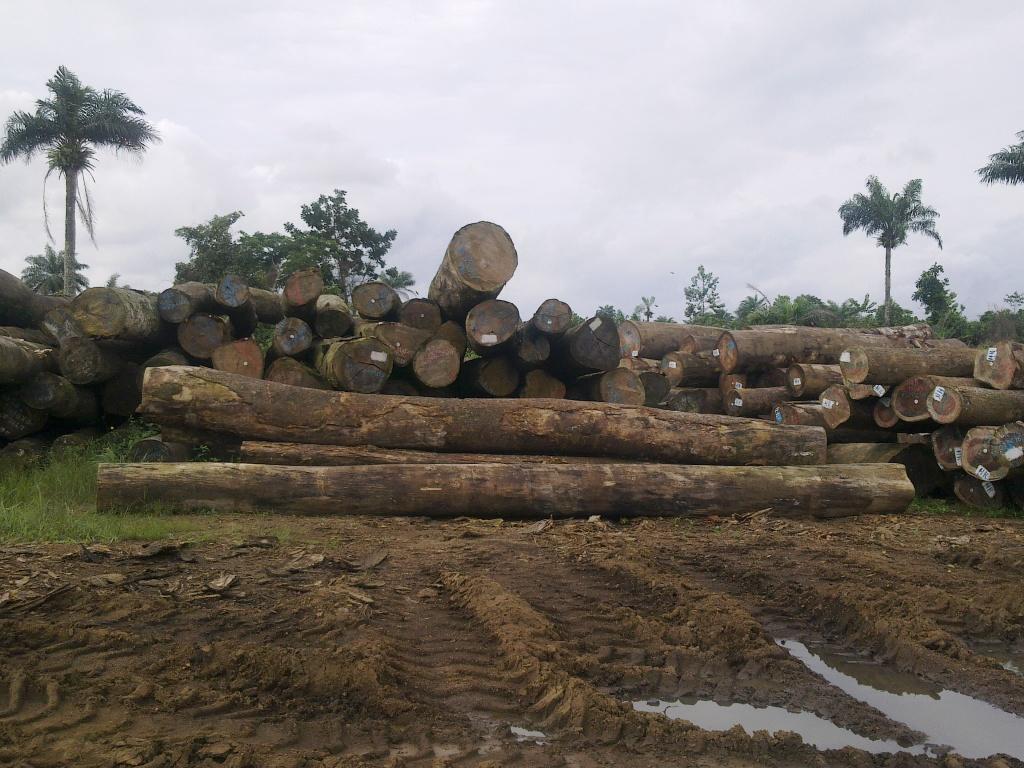 Liberianscraps: African Hard Wood logs ---- available for sale