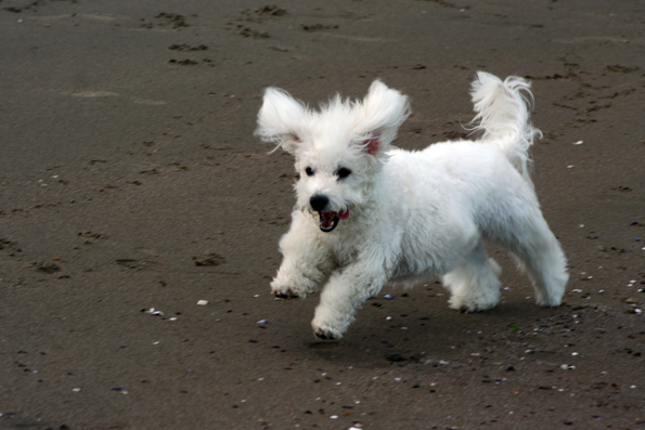 Boca Raton Veterinarians of Boca Village Animal Hospital: Toy Dogs Part 2