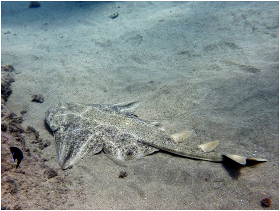 El rincón del nudibranquio. : ANGELOTE CANARIO: el ángel de las ...
